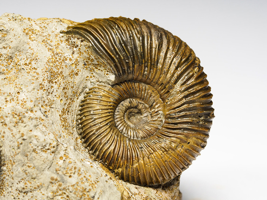 Ammoniten aus Sengenthal