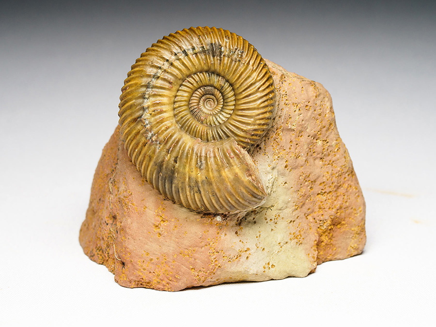 Ammoniten aus Sengenthal