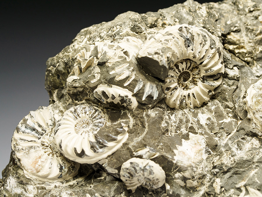 Ammoniten aus Unterstürmig