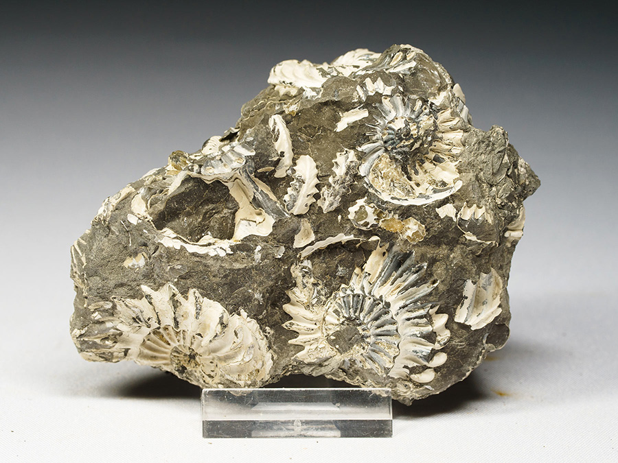 Ammoniten aus Unterstürmig