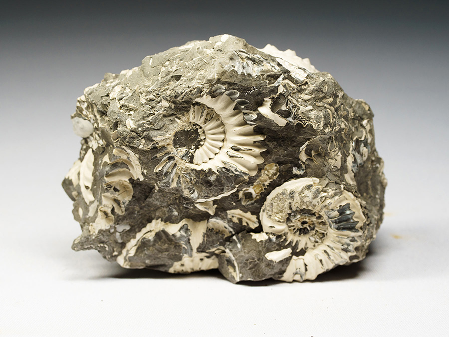 Ammoniten aus Unterstürmig