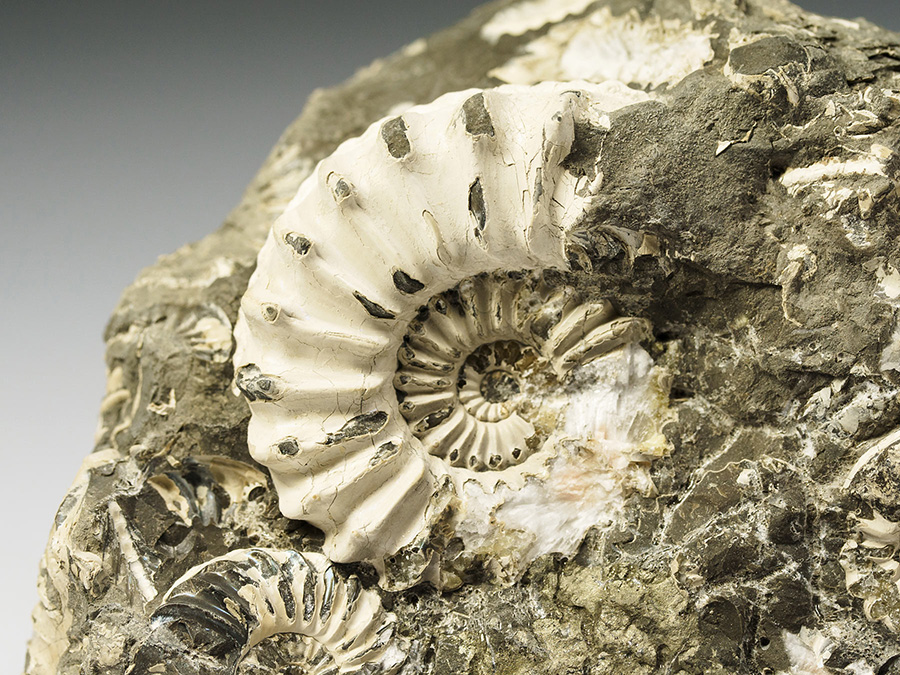 Ammoniten aus Unterstürmig