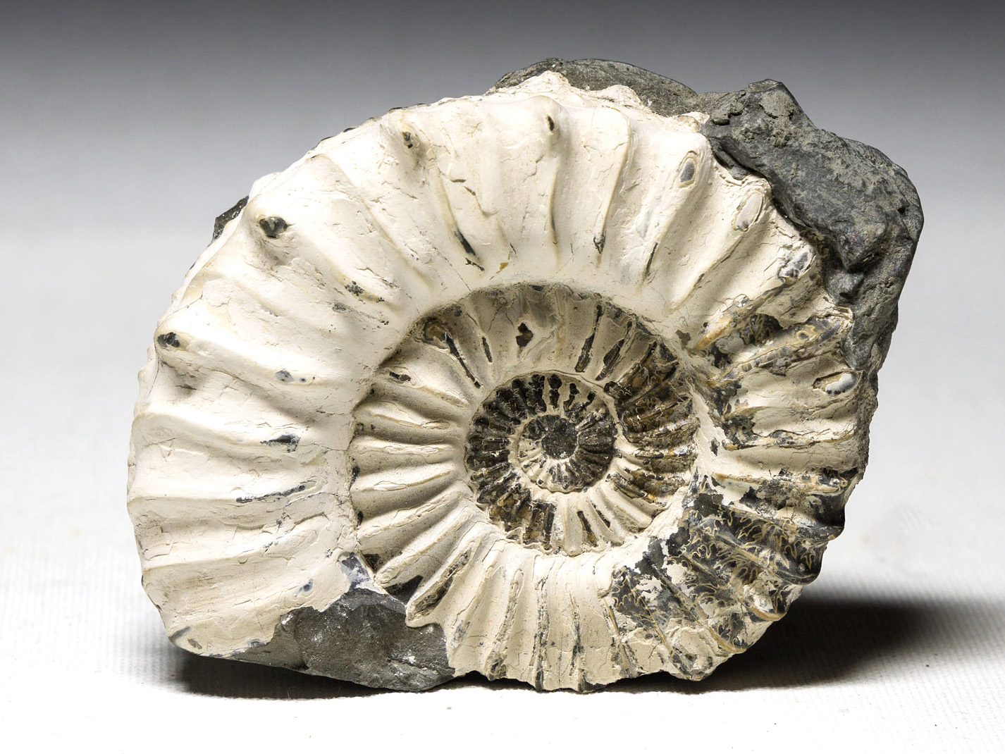 Ammoniten aus Unterstürmig