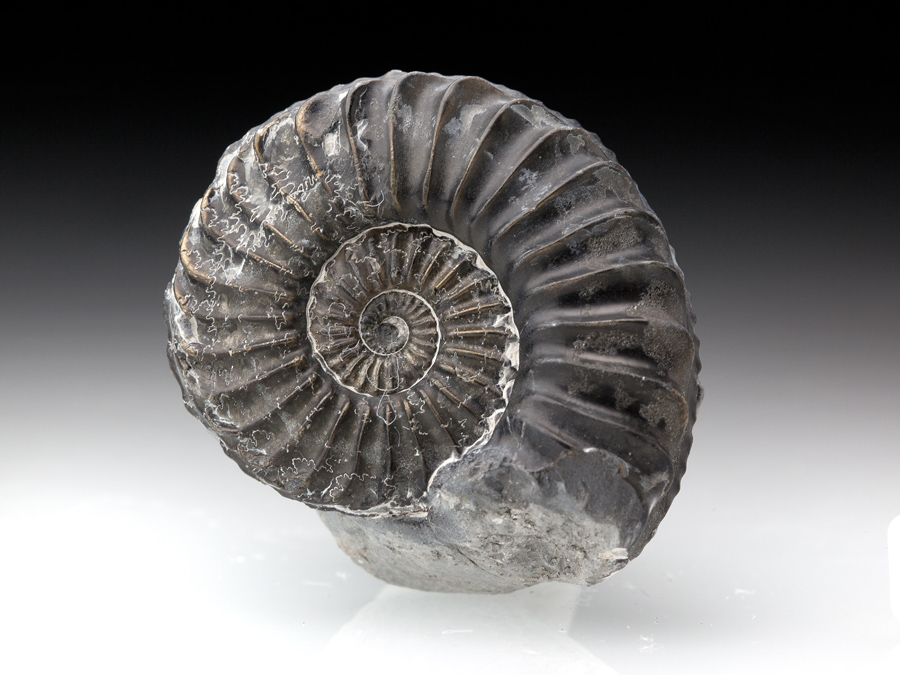 Ammoniten aus Unterstürmig