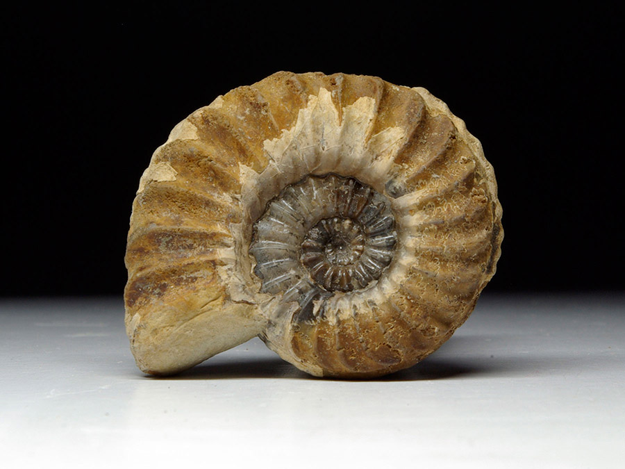 Ammoniten aus Unterstürmig