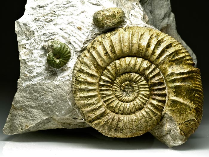 Ammoniten aus Deutschland