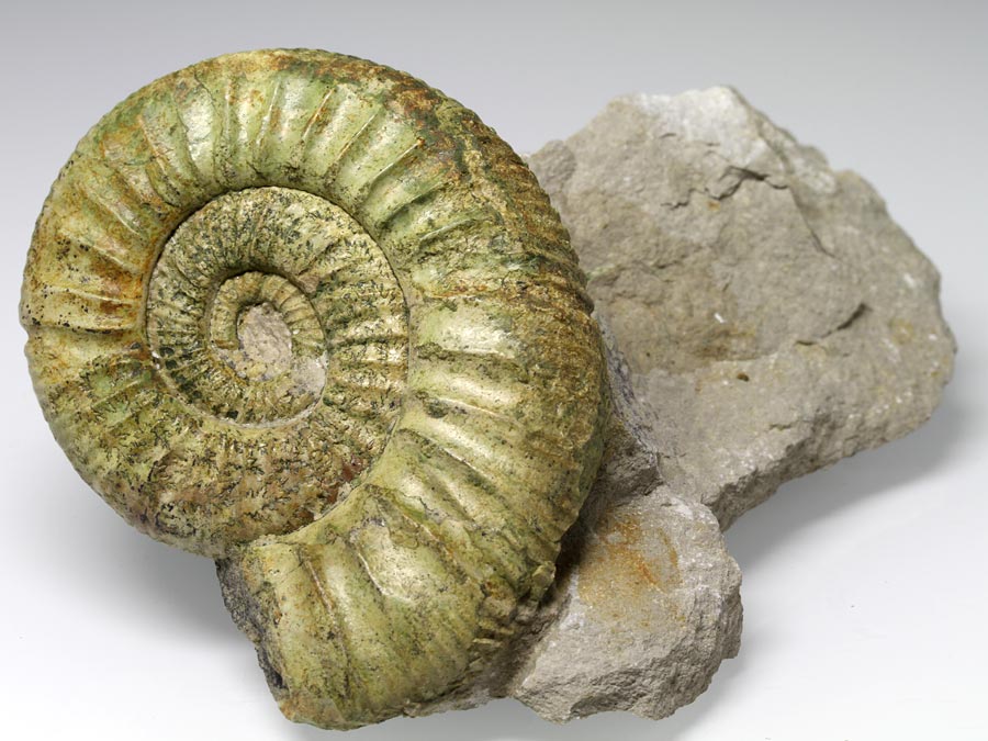 Ammoniten aus Deutschland