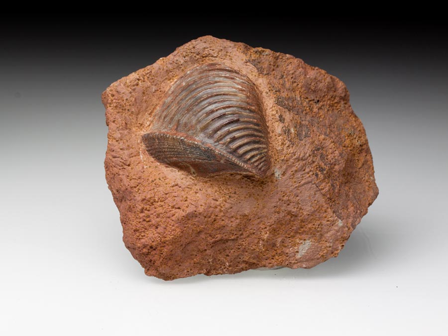 Fossilien aus Sengenthal