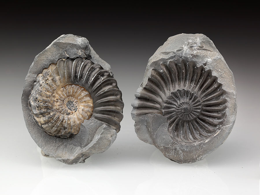 Ammoniten aus Unterstürmig