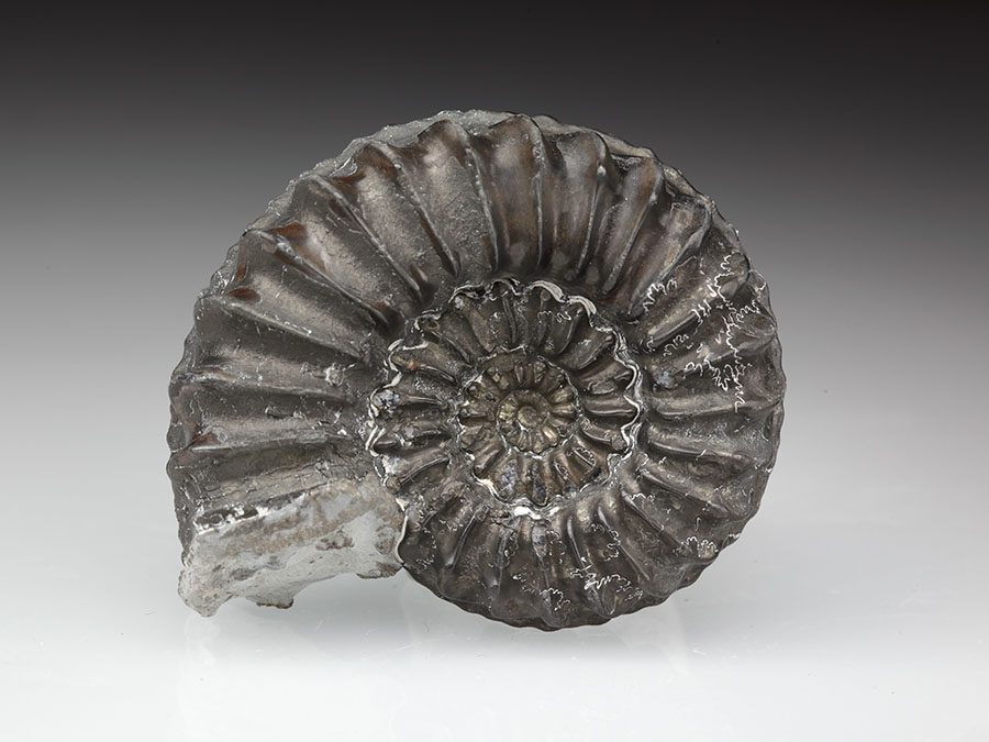 Ammoniten aus Unterstürmig