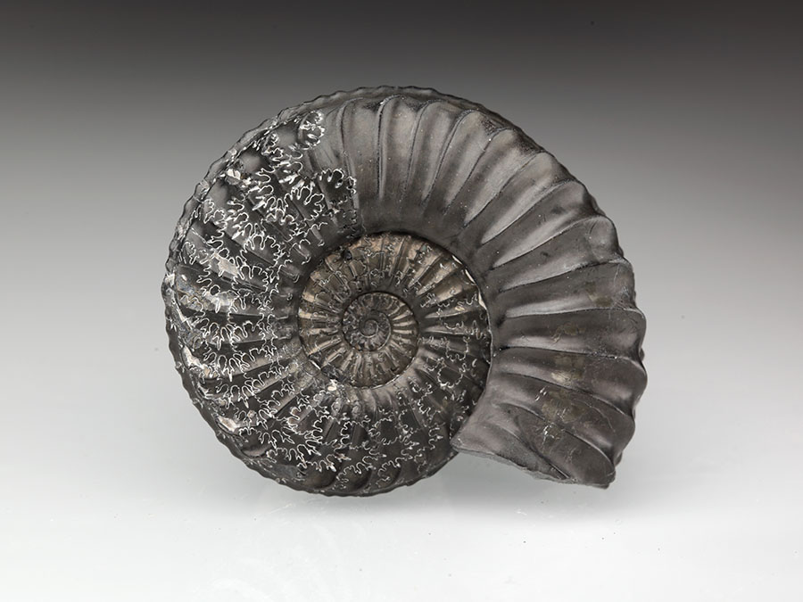 Ammoniten aus Unterstürmig