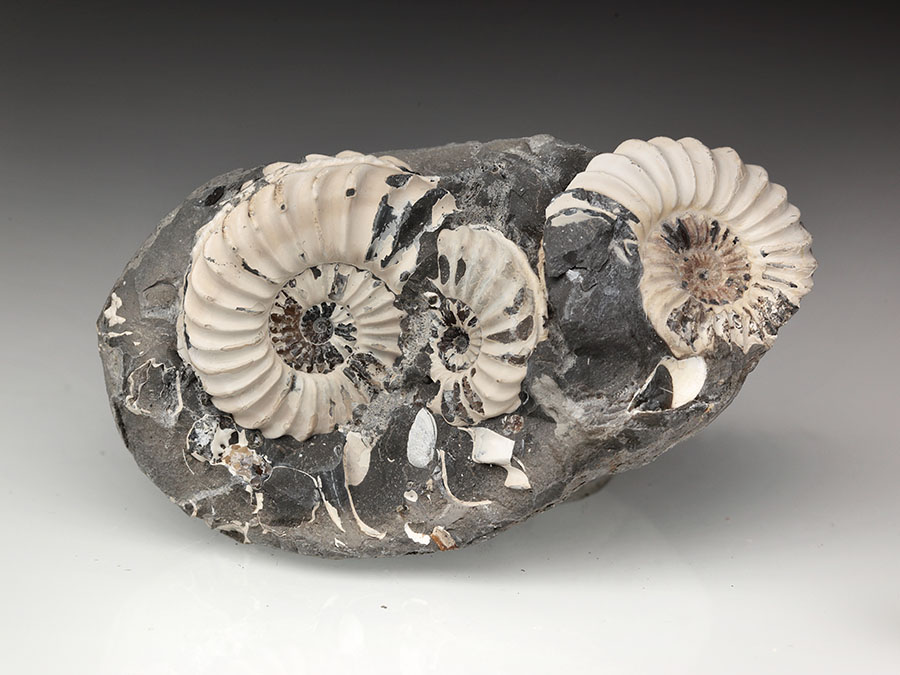 Ammoniten aus Unterstürmig