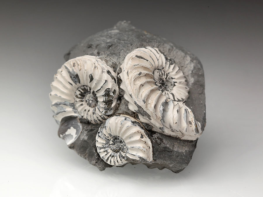 Ammoniten aus Unterstürmig