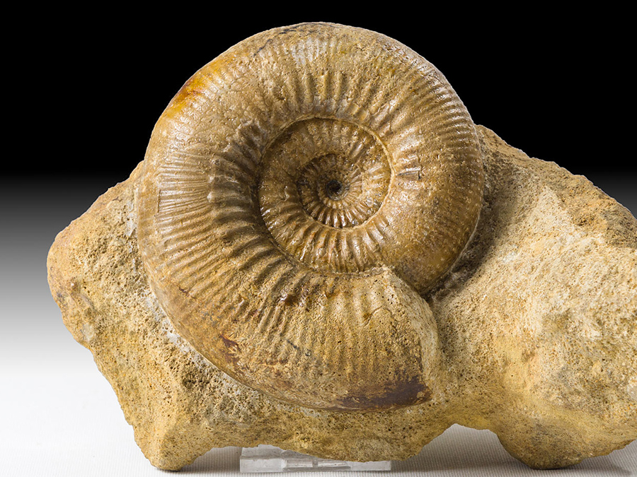 Ammoniten aus Fresney, Frankreich