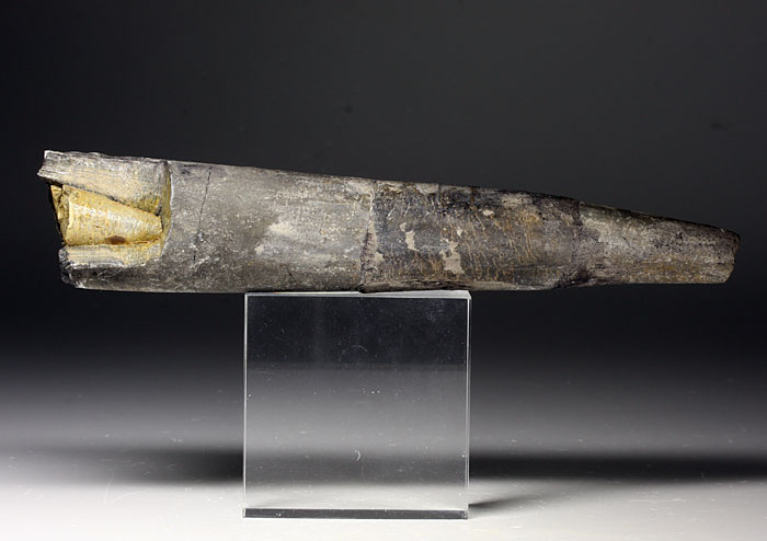 Belemniten von verschiedenen Fundorten zum Kaufen