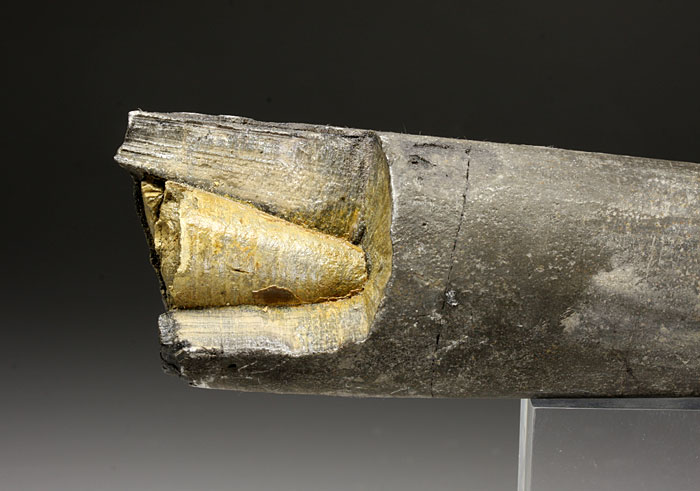 Belemniten von verschiedenen Fundorten zum Kaufen