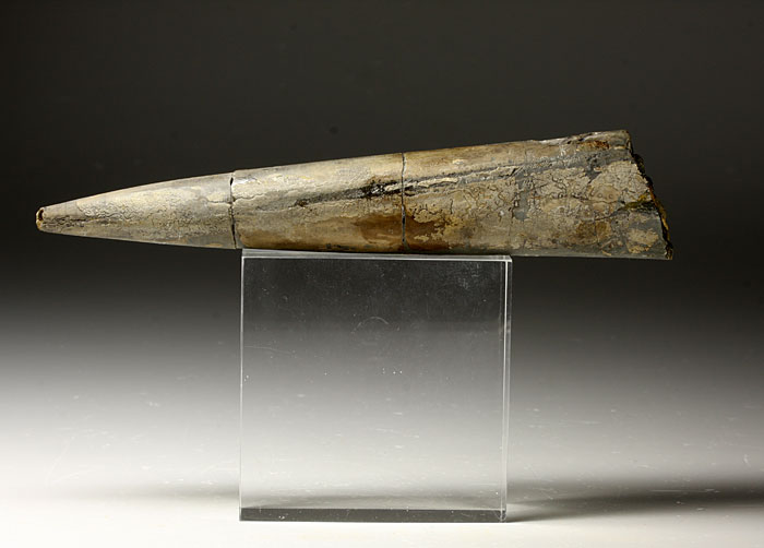 Belemniten von verschiedenen Fundorten zum Kaufen