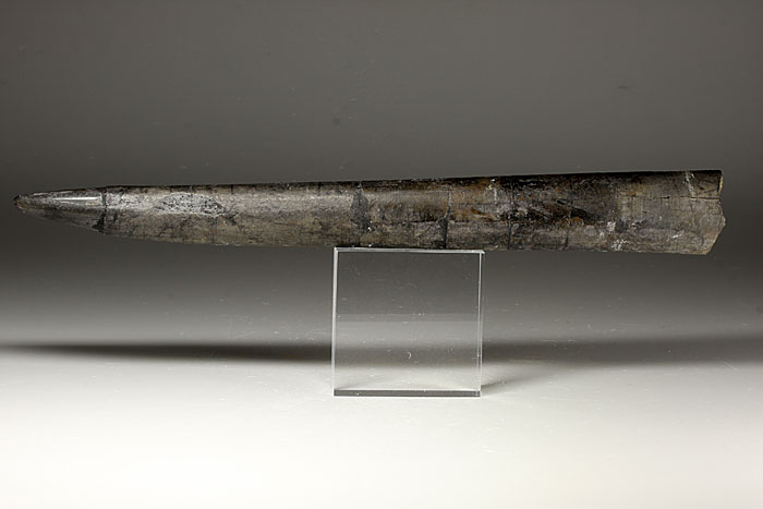 Belemniten von verschiedenen Fundorten zum Kaufen