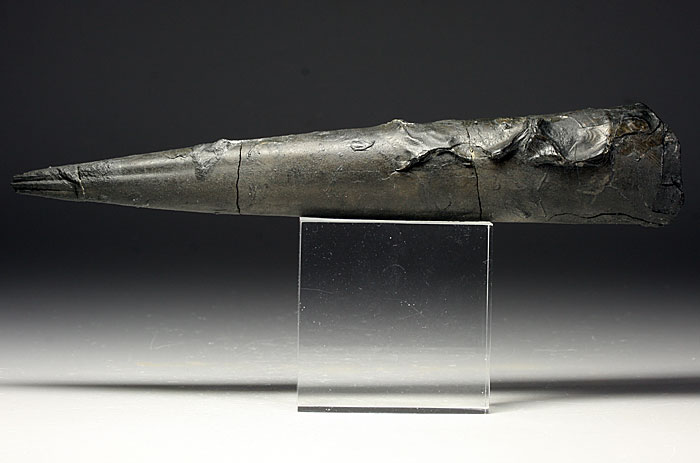 Belemniten von verschiedenen Fundorten zum Kaufen