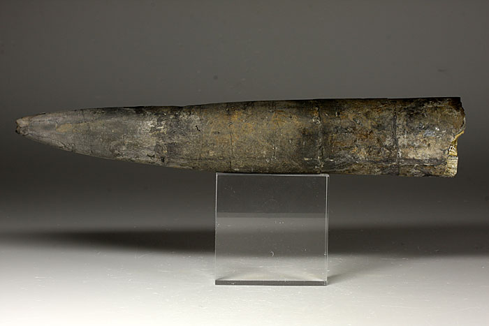 Belemniten von verschiedenen Fundorten zum Kaufen