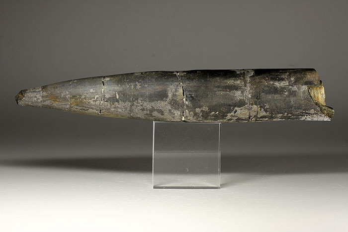 Belemniten von verschiedenen Fundorten zum Kaufen