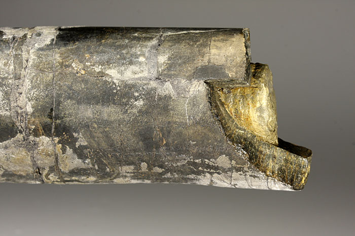 Belemniten von verschiedenen Fundorten zum Kaufen