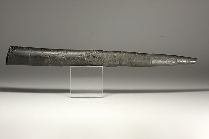 Belemniten von verschiedenen Fundorten zum Kaufen