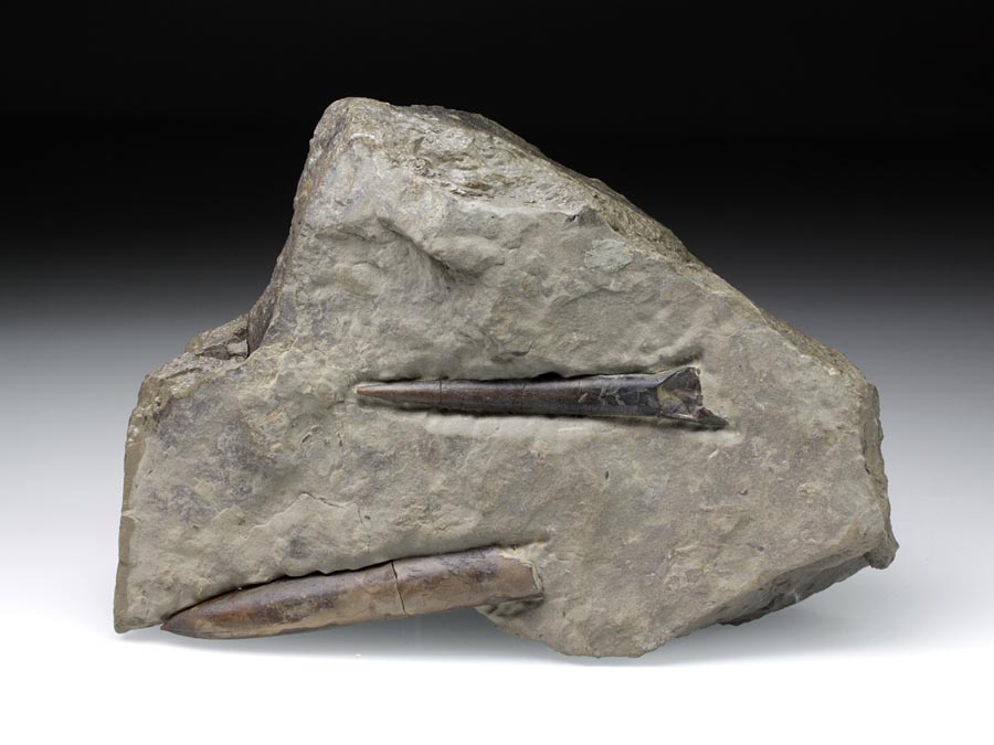 Belemniten aus Altdorf