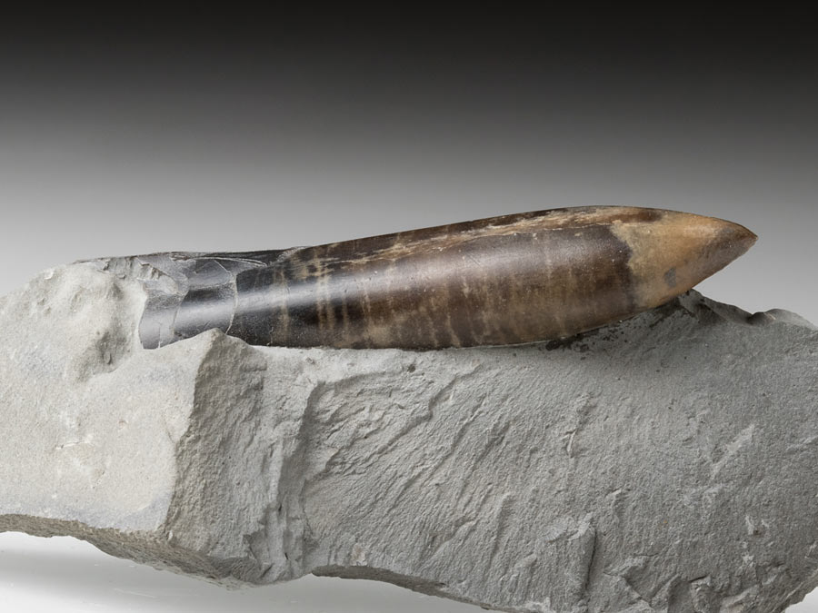 Belemniten aus Altdorf