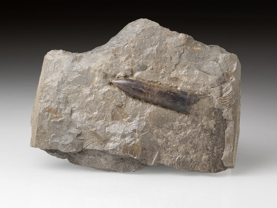 Belemniten aus Altdorf