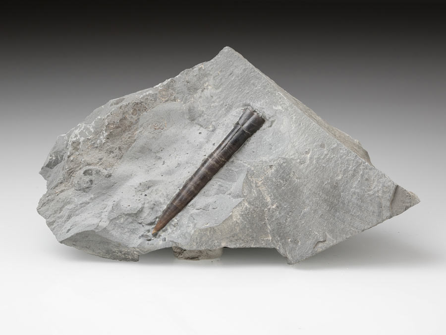 Belemniten aus Altdorf