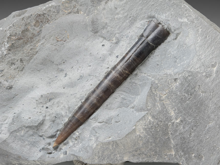 Belemniten aus Altdorf