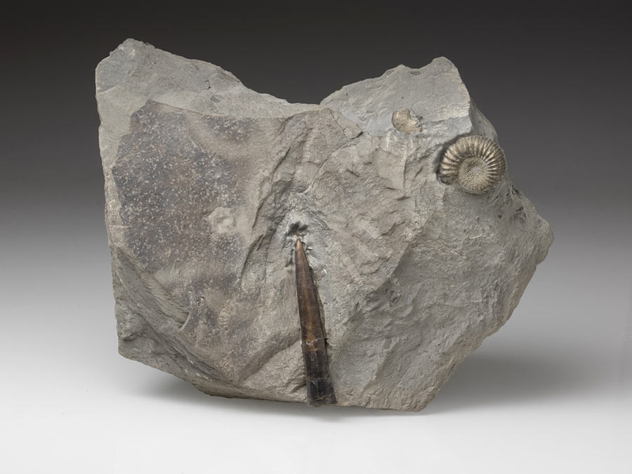 Belemniten aus Altdorf