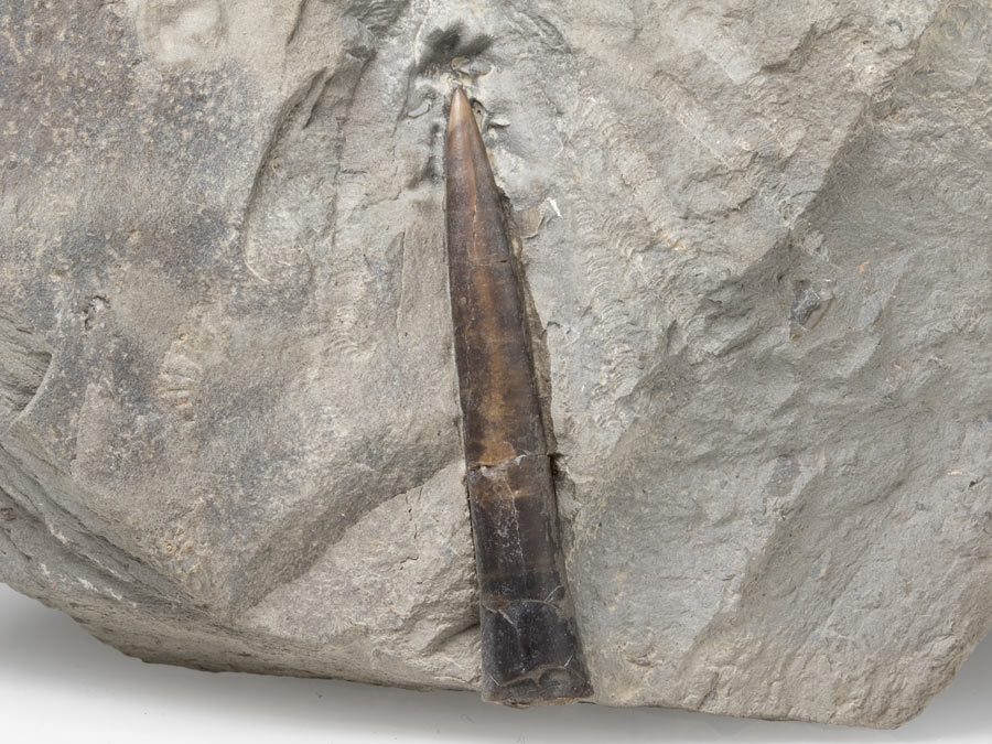 Belemniten aus Altdorf