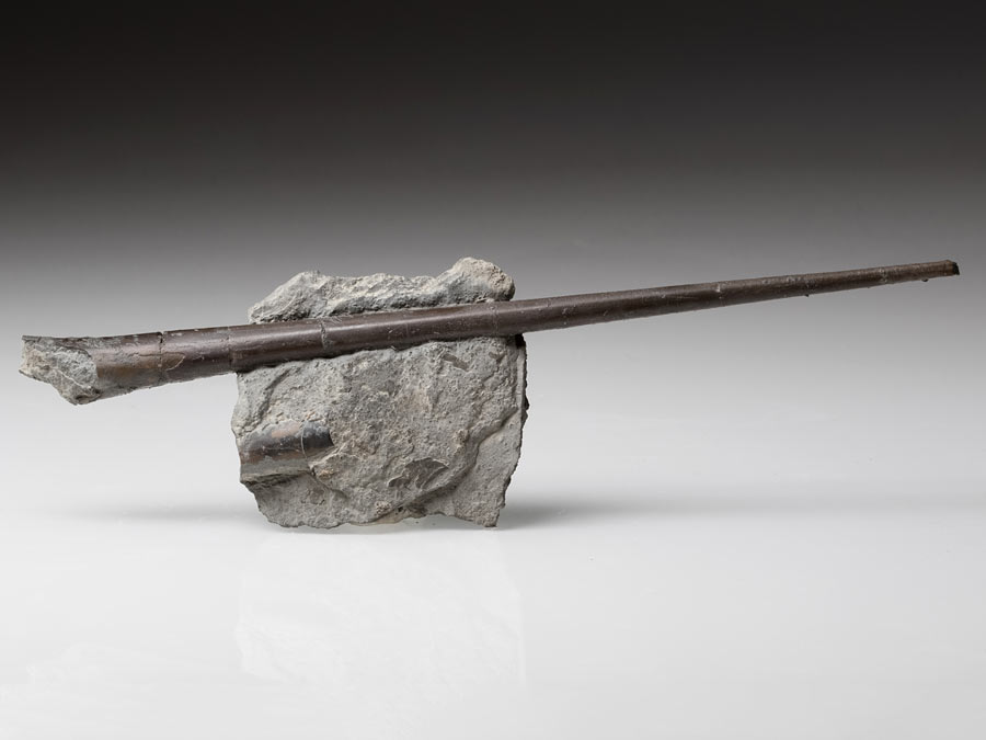 Belemniten aus Altdorf