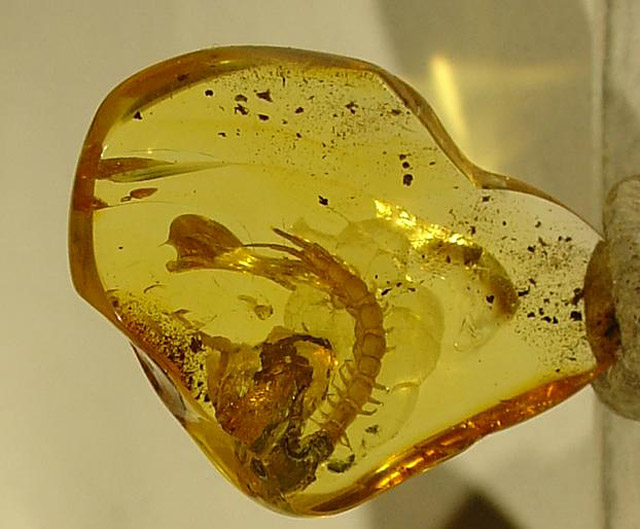 Bernsteine aus dem Baltikum mit Inklusen