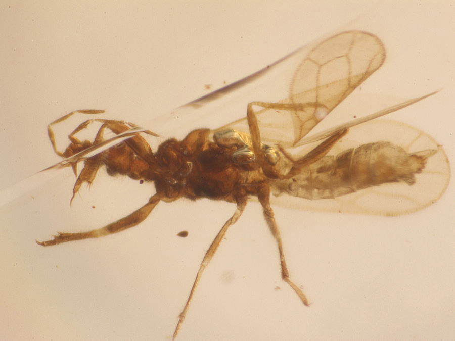 Bernsteine aus dem Baltikum mit Inklusen zum Kaufen