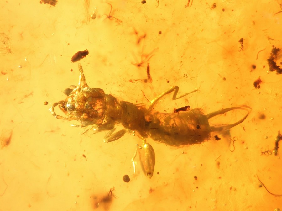 Bernsteine aus Myanmar (Burma) mit Inklusen zum Kaufen