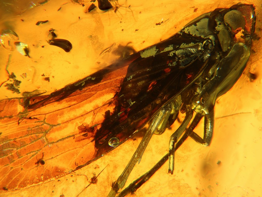 Bernsteine aus dem Baltikum mit Inklusen zum Kaufen