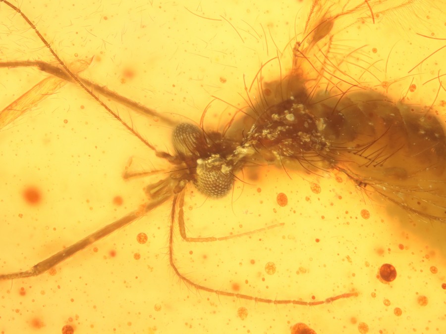 Bernsteine aus Myanmar (Burma) mit Inklusen zum Kaufen