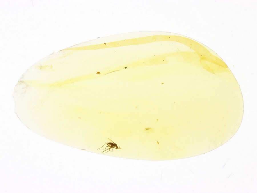 Bernsteine aus Myanmar (Burma) mit Inklusen zum Kaufen