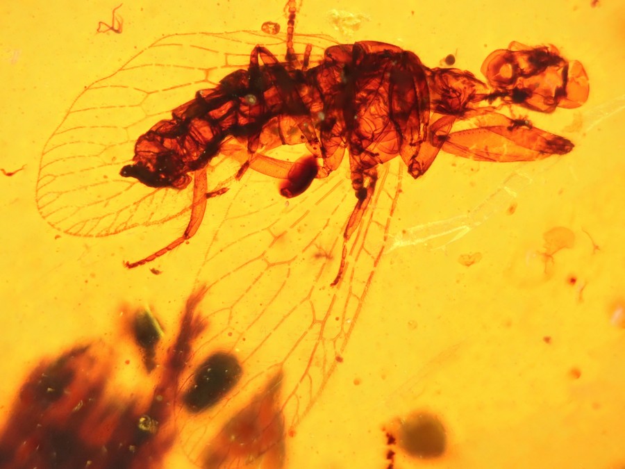 Bernsteine aus Myanmar (Burma) mit Inklusen zum Kaufen