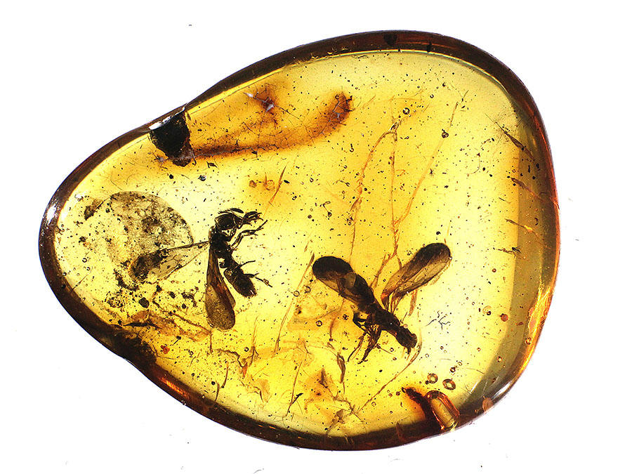 Bernsteine aus dem Baltikum mit Inklusen zum Kaufen