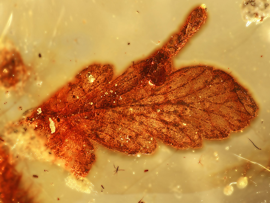 Bernsteine aus dem Baltikum mit Inklusen zum Kaufen