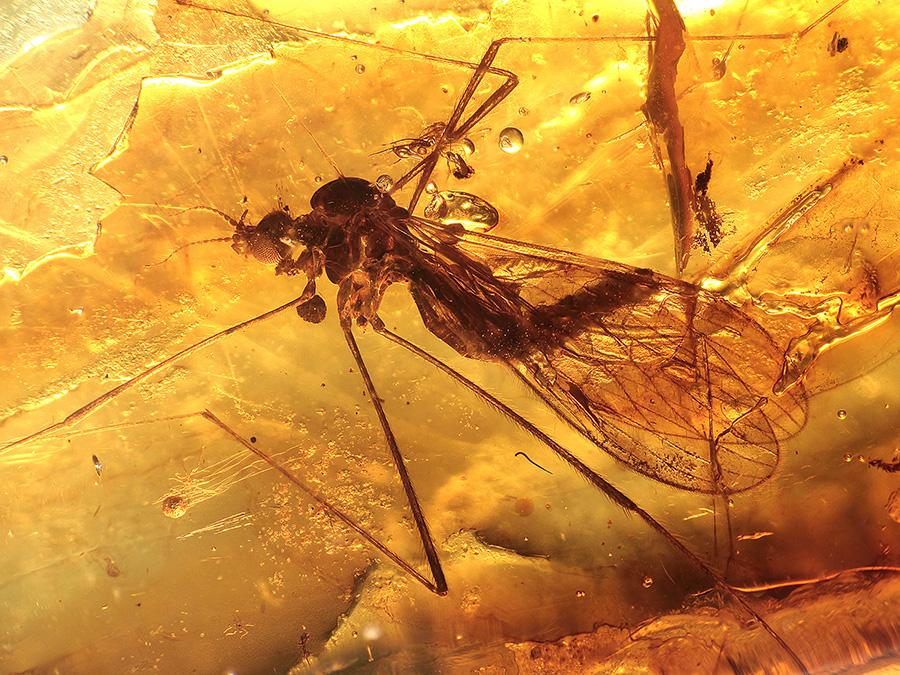 Bernsteine aus dem Baltikum mit Inklusen zum Kaufen