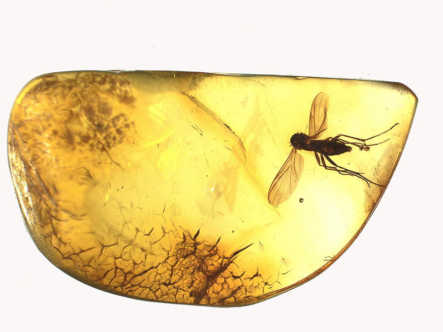 Bernsteine aus dem Baltikum mit Inklusen zum Kaufen