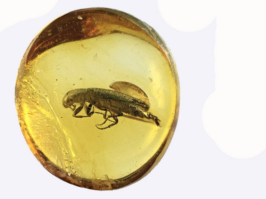 Bernsteine aus dem Baltikum mit Inklusen zum Kaufen