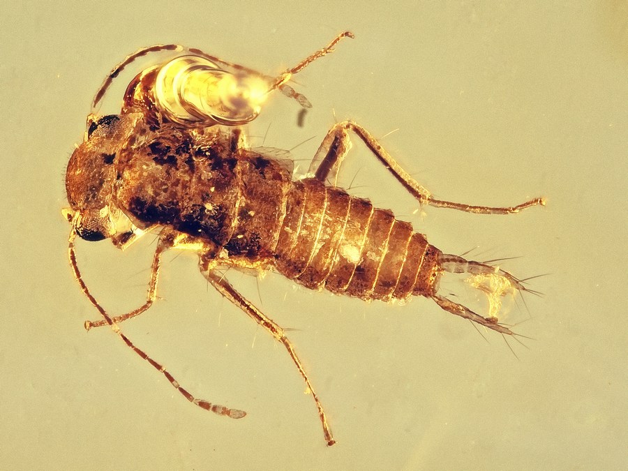 Bernsteine aus Myanmar (Burma) mit Inklusen zum Kaufen