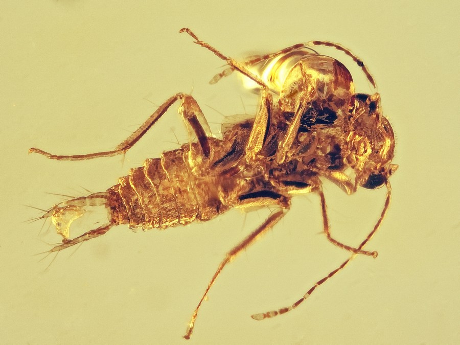 Bernsteine aus Myanmar (Burma) mit Inklusen zum Kaufen