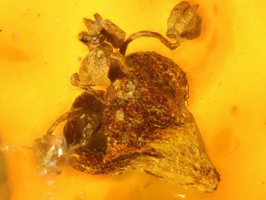 Bernsteine aus dem Baltikum mit Inklusen zum Kaufen